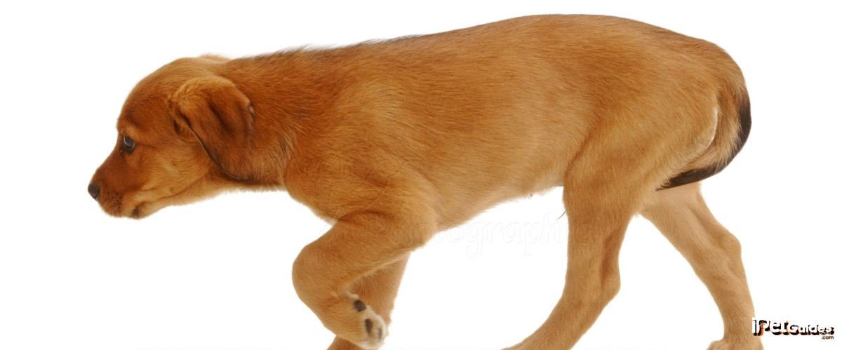 Dog Tail Tucked Between Legs & Acting Weird (10 Reasons)